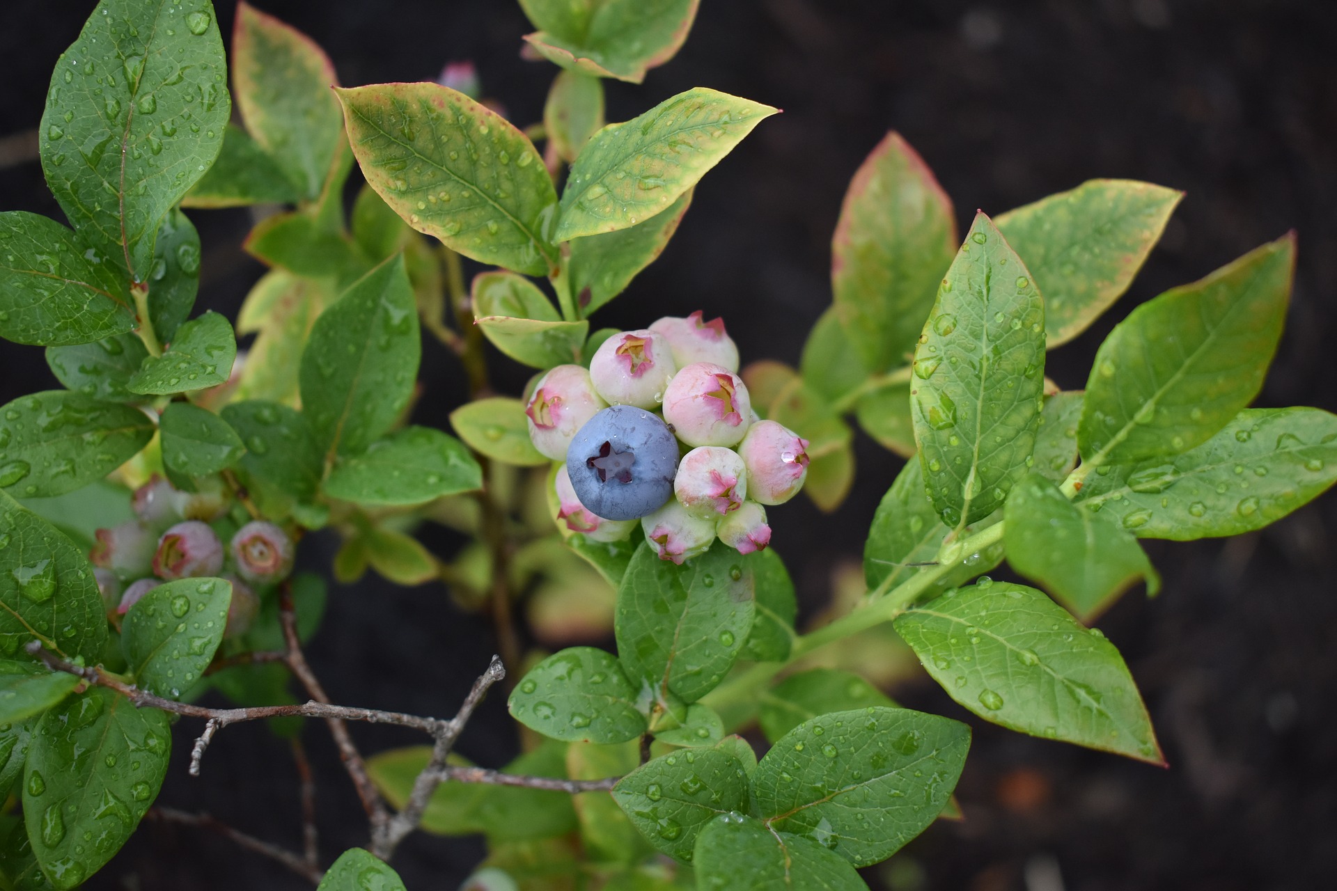 Snowchaser Blueberry Plant for Sale - Southern Berries USA